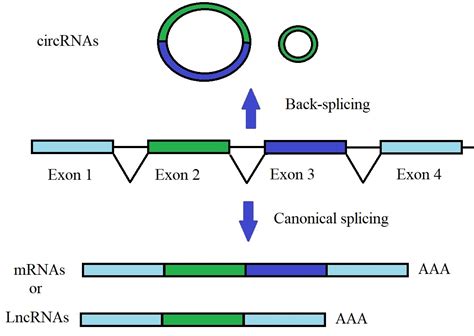 circular rna and their biological functions