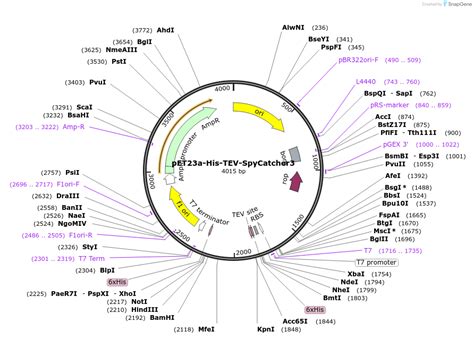 Addgene Pet23a His Tev Spycatcher3