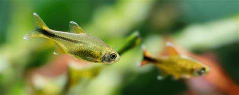 El Ciclado Del Acuario Consejos Y Recomendaciones Nascapers