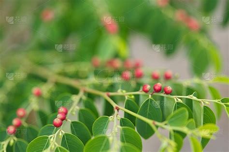 竹杖树枝条上的果实