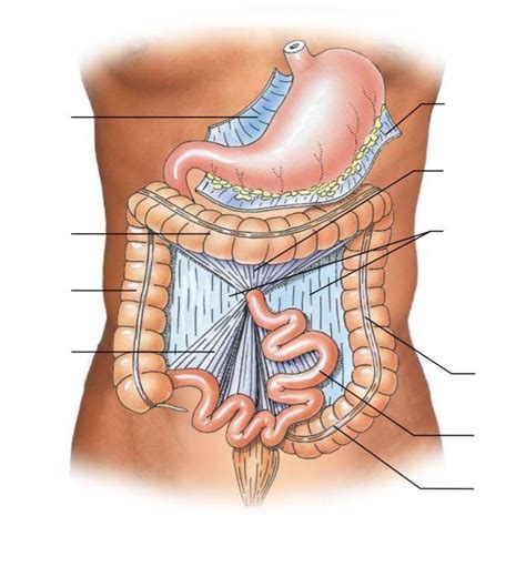 More Mesenteries Diagram Quizlet
