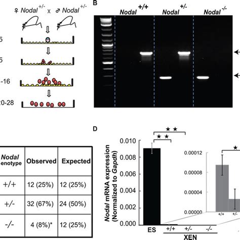 Pdf Nodal Mutant Extraembryonic Endoderm Xen Stem Cells Upregulate Markers For The Anterior