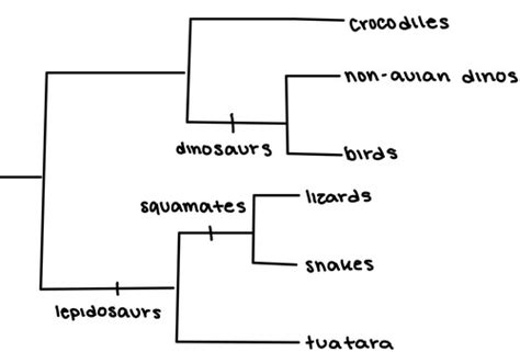 Lecture Flashcards Quizlet