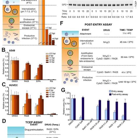 Axl Rtk Participates Only In Early Steps Of Rlcmvlasvgp Entry A