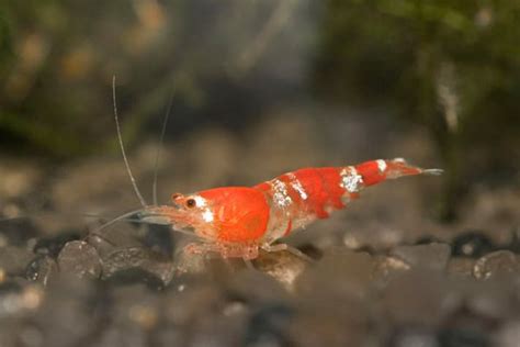 Ghost Shrimp Aquarium Care Bechewy