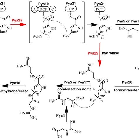 Illustration Of The Iterative Strategy Underlying Pyrrolamide