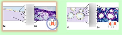 Epithelial Tissues Diagram Quizlet Epithelial Tissues Diagram Quizlet