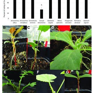 Illustrative Photographs Of Cuscuta Campestris Posthaustorial Growth At Download Scientific