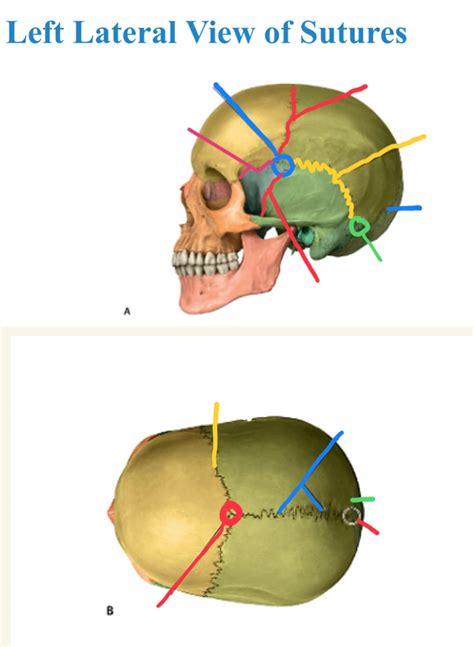 Suture Diagram Diagram Quizlet