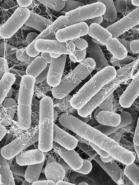 Bacteroides Sp Bacterium Photograph By Dennis Kunkel Microscopy