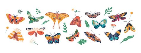 Las Elegantes Y Delicadas Mariposas Son Insectos Vibrantes Que Cautivan