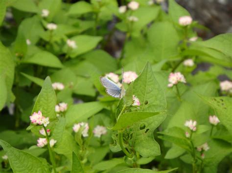 智光山（2） 散歩道で 1