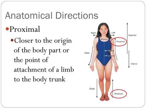 Ppt Anatomical Directions And Movements Powerpoint Presentation Id
