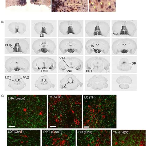 Optogenetic Stimulation Of Poa Gabaergic Axons Rapidly Decreases Orexin