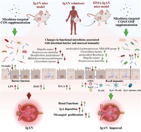 Gut Microbes报道我校在壳寡糖调节肠道菌群改善iga肾病研究新进展