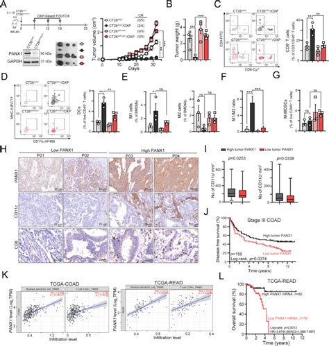 Tnfα Modulates Panx1 Activation To Promote Atp Release And Enhance P2rx7 Mediated Antitumor