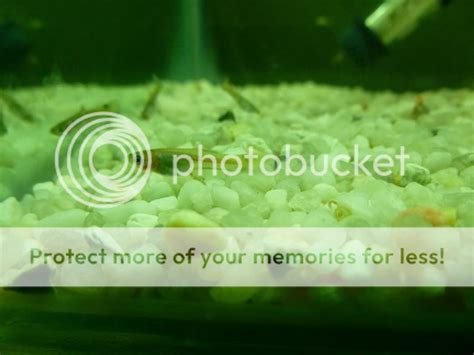 Guppy Fry Sexing Guppies AusAqua Forums