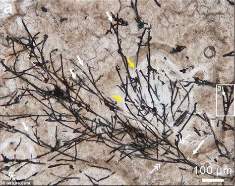 Microfósiles Parecidos A Hongos De 635 Millones De Años Encontrados En