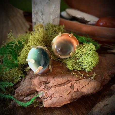 Operculum Shell Etsy Operculum Shell Etsy