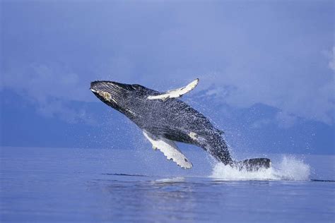15 Humpback Whale Facts Revealed OhMyFacts