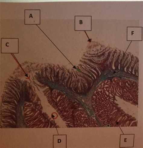 Proventriculus Diagram Quizlet