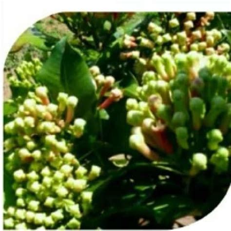 Buah Cengkeh