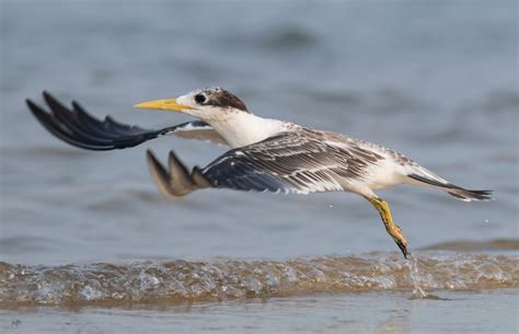 Greater Crested Tern Vijay Kumar Wildlife Photography
