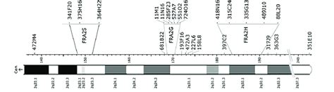 Map Of Part Of The Chromosome 2 Long Arm Showing The Bac Clones Used As