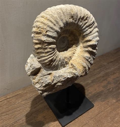 Amoniet Fossiel Op Standaard Klein De Appelgaard Interiors