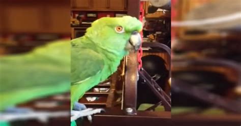 Mom Teaches Her Parrot To Sing Country Classic His Rendition Has The