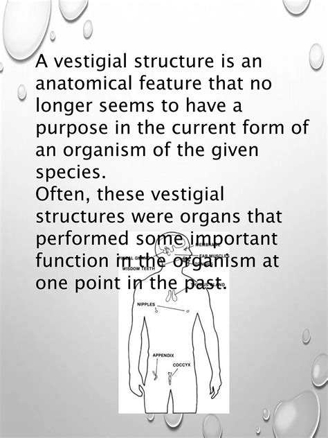 Biology Investigatory Project Vestigial Structure Pptx