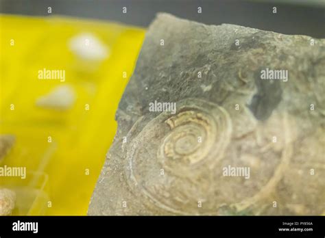 Gastropod Shell Fossil For Education Back To The Early Cambrian The