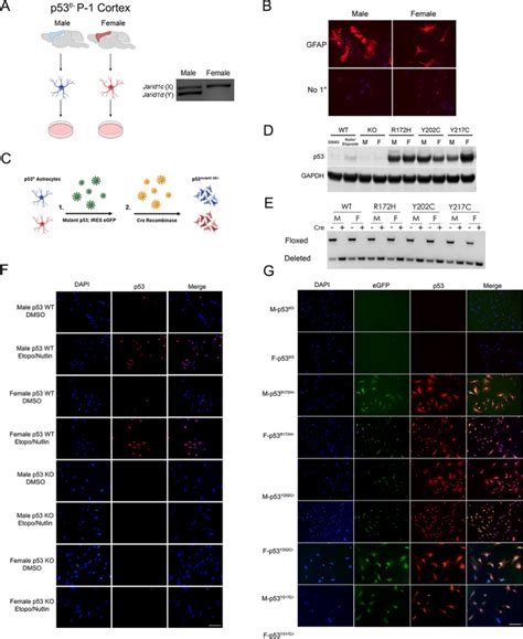 Sex And Mutation Specific P53 Gain Of Function Activity In Gliomagenesis Pmc