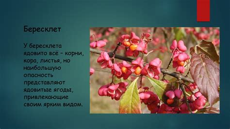 Ядовитые ягоды 3 класс презентация онлайн