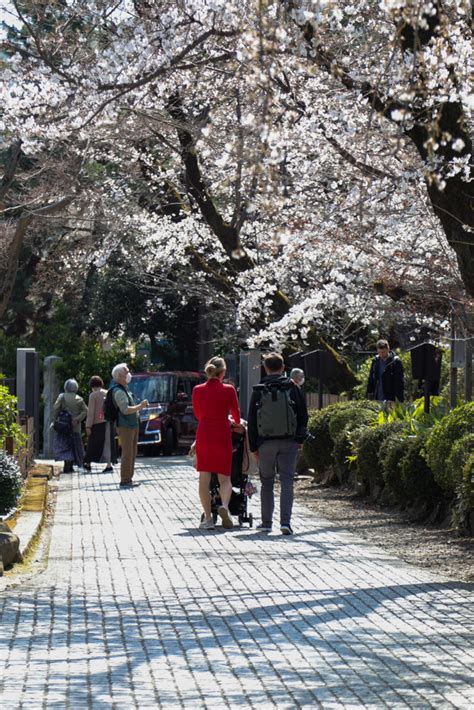桜の花のその下に Memory