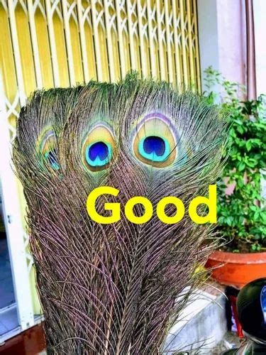 Green Peacock Feather Sizedimension 30 Inch At ₹ 6piece In New Delhi