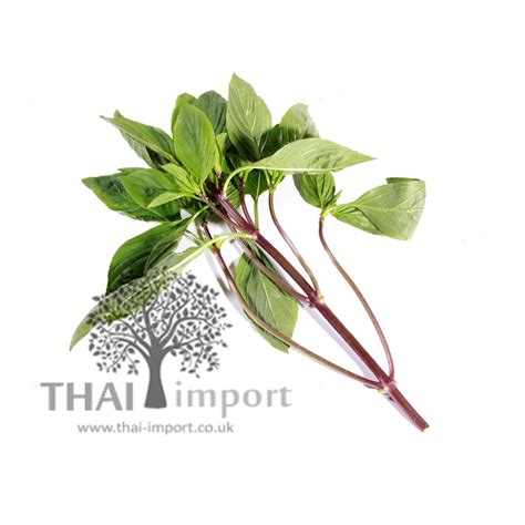 Sweet Basil Thai Import