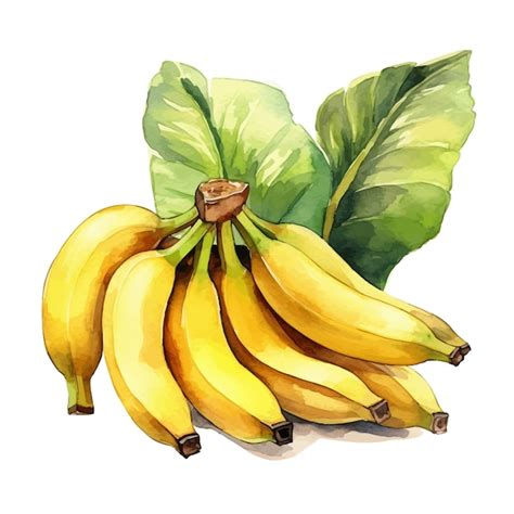 바나나 수채화 일러스트 클립 아트의 무리 프리미엄 벡터