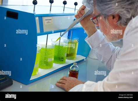 Flocculation Tests Precipitation Of Microalgae Algae Culture Algae
