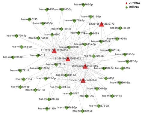 Identification And Characterization Of Human Ovary Derived Circular