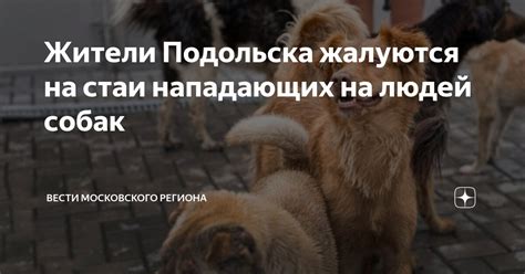 Жители Подольска жалуются на стаи нападающих на людей собак Вести Московского Региона Дзен