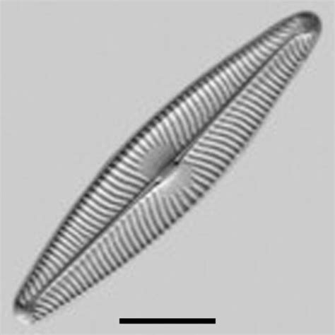 Navicula Genera Diatoms Of North America