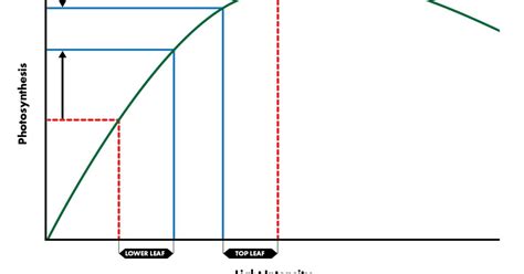 Why Diffuse Light Works ReduSystems