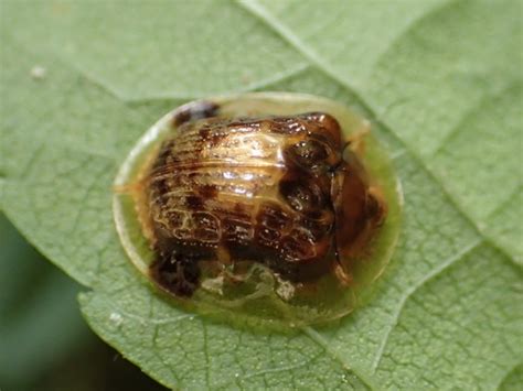 イチモンジカメノコハムシ Thlaspida cribrosa
