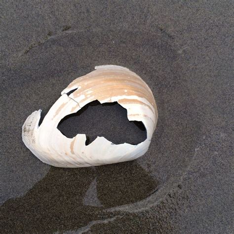 Broken Shell In 2025 Shells Artsy Photography