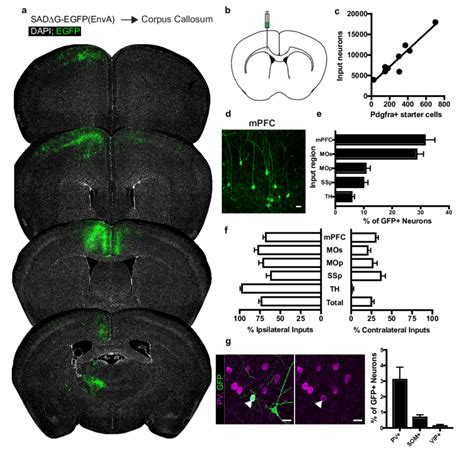 Neuronal Inputs To Callosal OPCs Arise From Functionally Interconnected