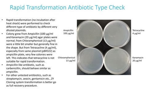 Zhenyu Zhu On Linkedin Ampicillin Is The Antibiotic Type That Normally