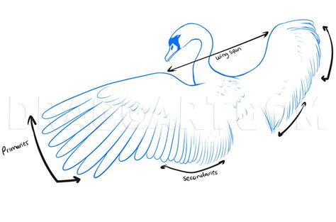 How To Draw A Flying Bird How To Draw A Bird Drawing Step By Step By Dawn DragoArt