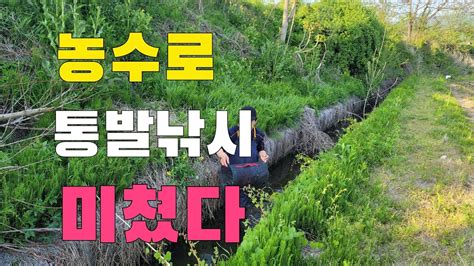 농수로에 들깨묵 미끼를 통발에 넣었더니 결과는 술안주는 직접 잡아서 만들어 먹어보자 Youtube
