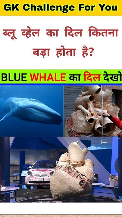 ब्लू व्हेल का दिल कितना बड़ा होता है Gkquestion Gk Quiz